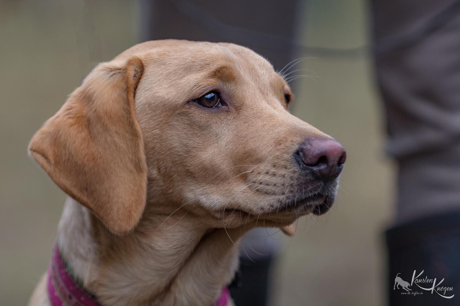 Flat Coated Retriever und Labrador Retriever Zucht - Hunde